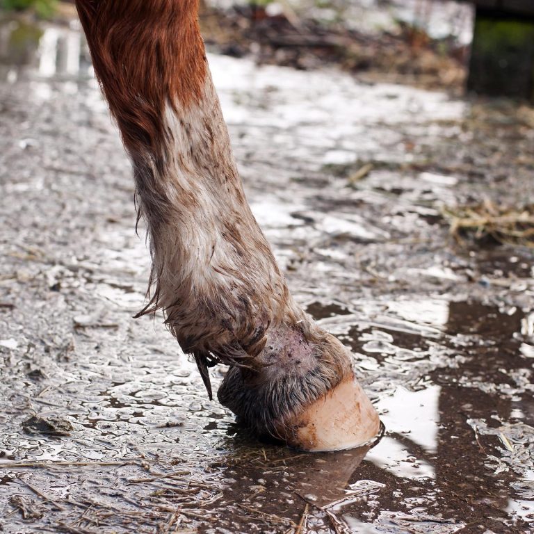Mud Rash | Pastern Dermatitis