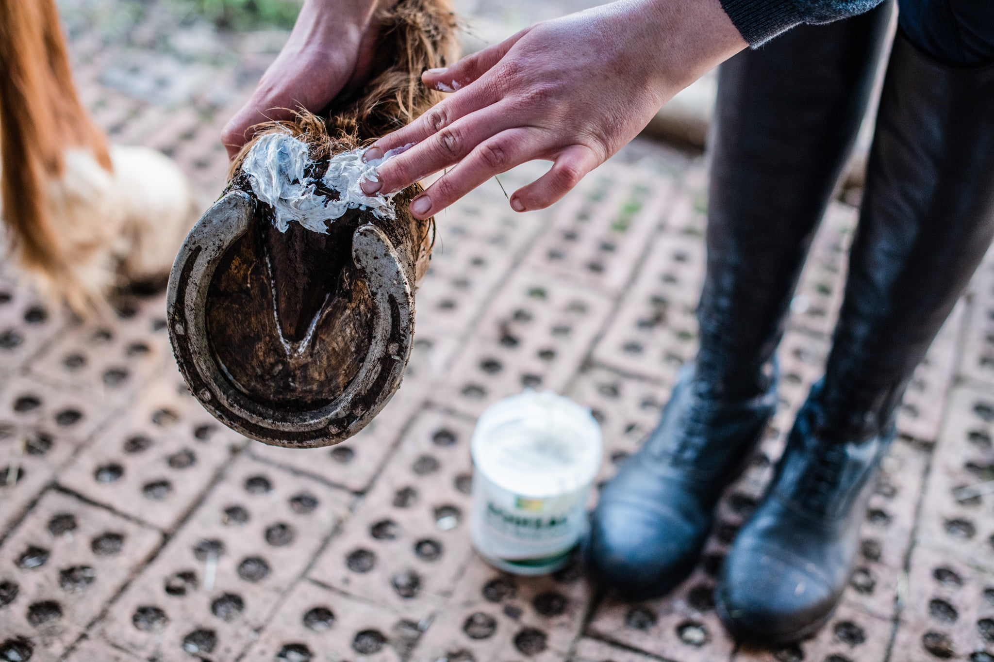 Mud Rash | Pastern Dermatitis